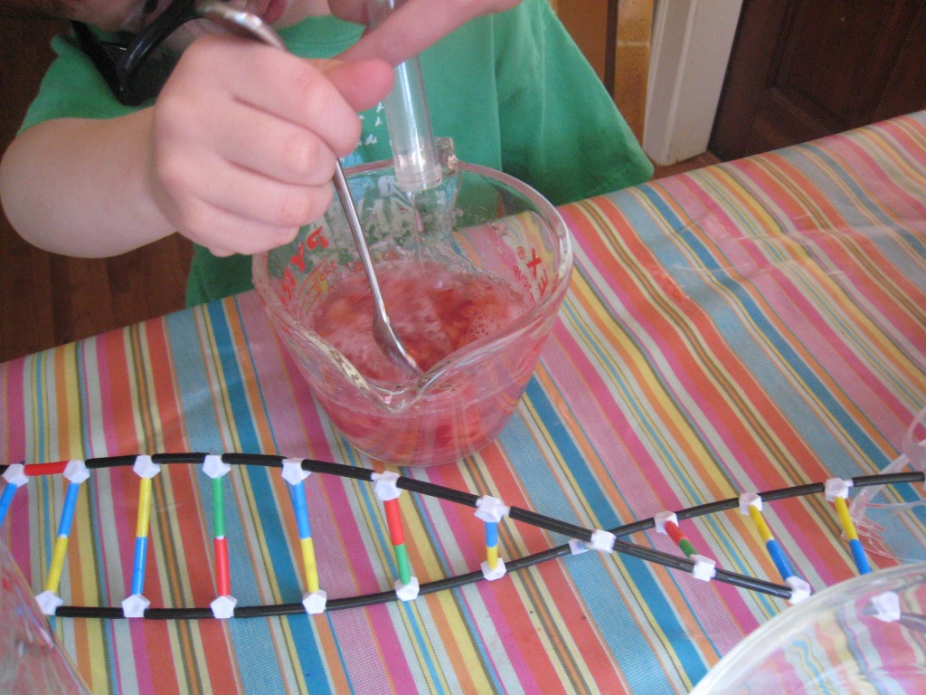 Kitchen Table DNA Extraction « The Kitchen Pantry Scientist