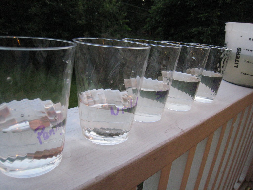 Algae Experiment « The Kitchen Pantry Scientist