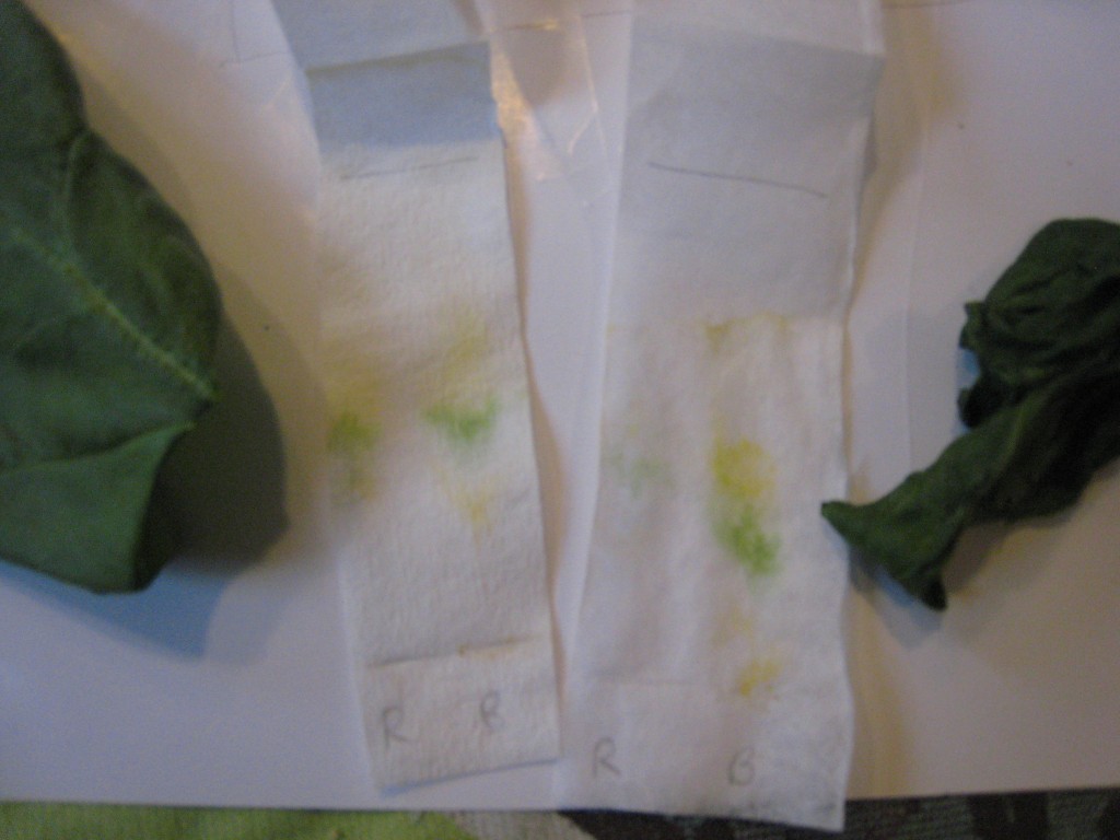 Plant Chromatography for Kids « The Kitchen Pantry Scientist