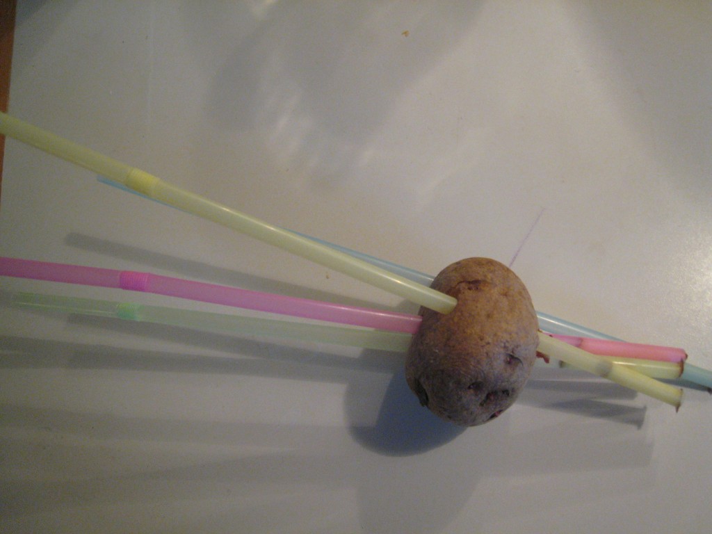 Potato Maze « The Kitchen Pantry Scientist