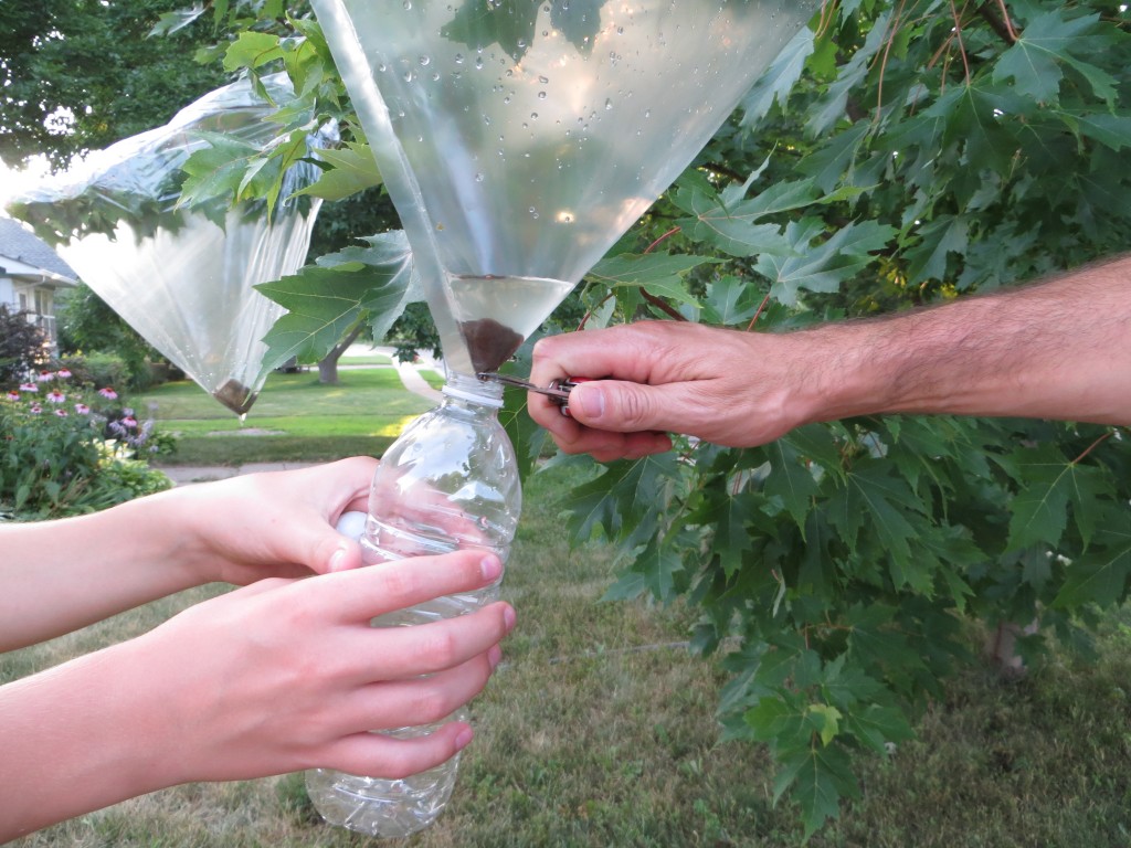 Survival Science: Water Collection « The Kitchen Pantry Scientist