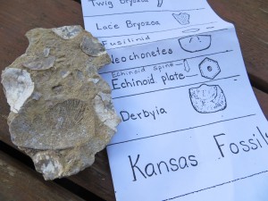 Fossil Hunting « The Kitchen Pantry Scientist